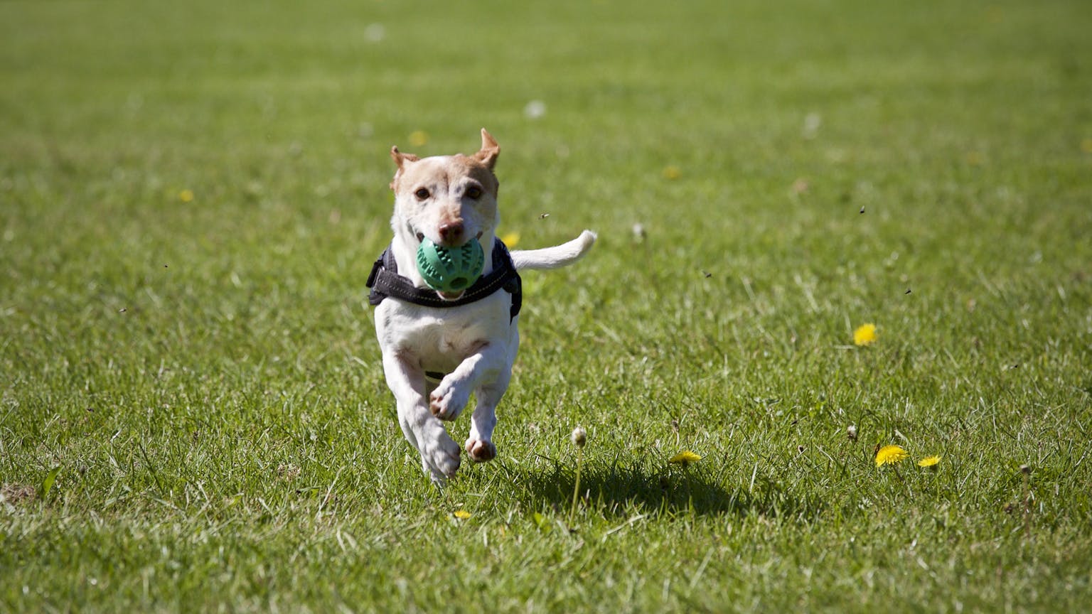 Free Azithromycin for Dogs Dosage Calculator
