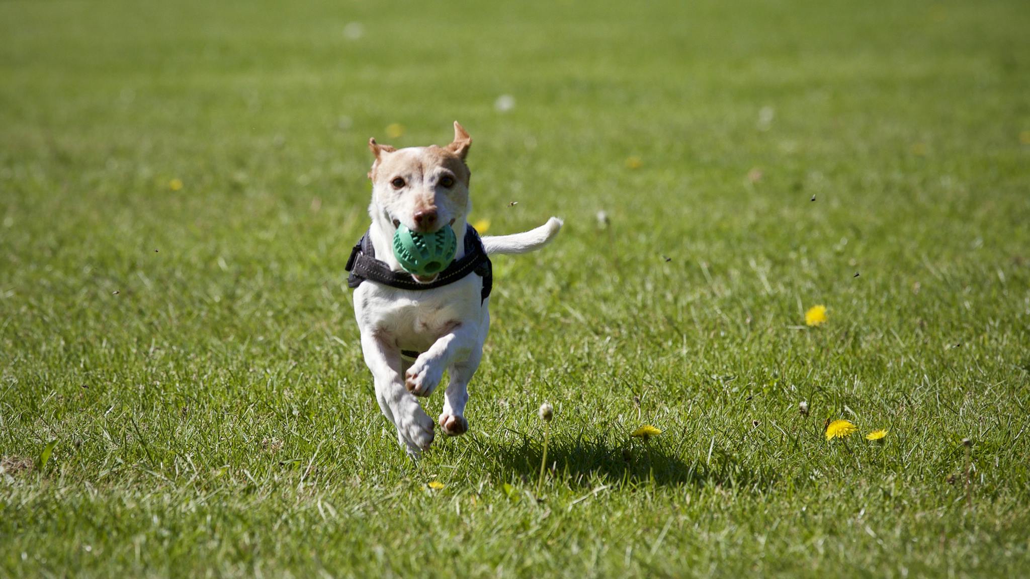 Free Azithromycin for Dogs Dosage Calculator